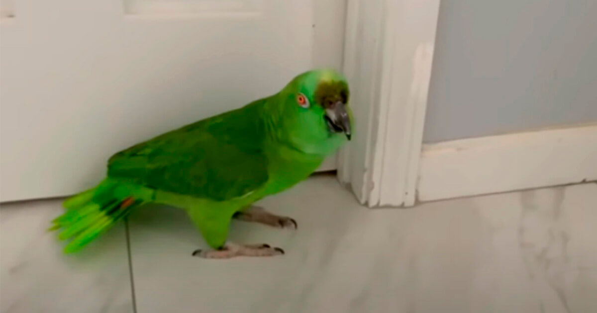 Lorito rompe en llanto cuando su cuidadora no lo deja salir de casa