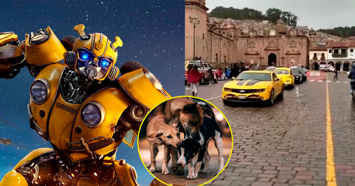 Transformers en Cusco: Perros burlan seguridad de la producción e ...