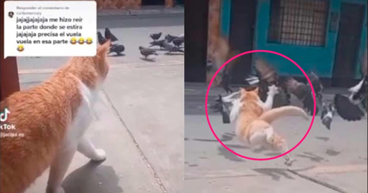 ‘Gato volador’ es tendencia en TikTok por ‘asustar’ a las palomas | VIDEO