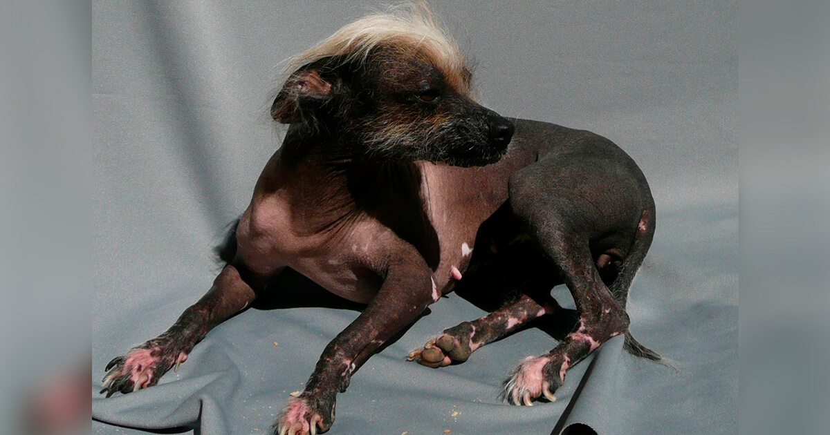 ¿Sabías que el perro sin pelo fue declarado patrimonio de la Nación un ...