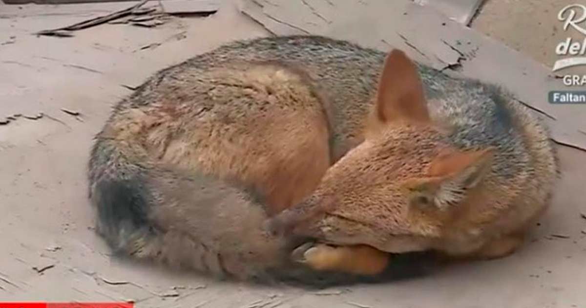 Serfor sobre Run Run: “La captura del zorro tarda porque son escurridizos”