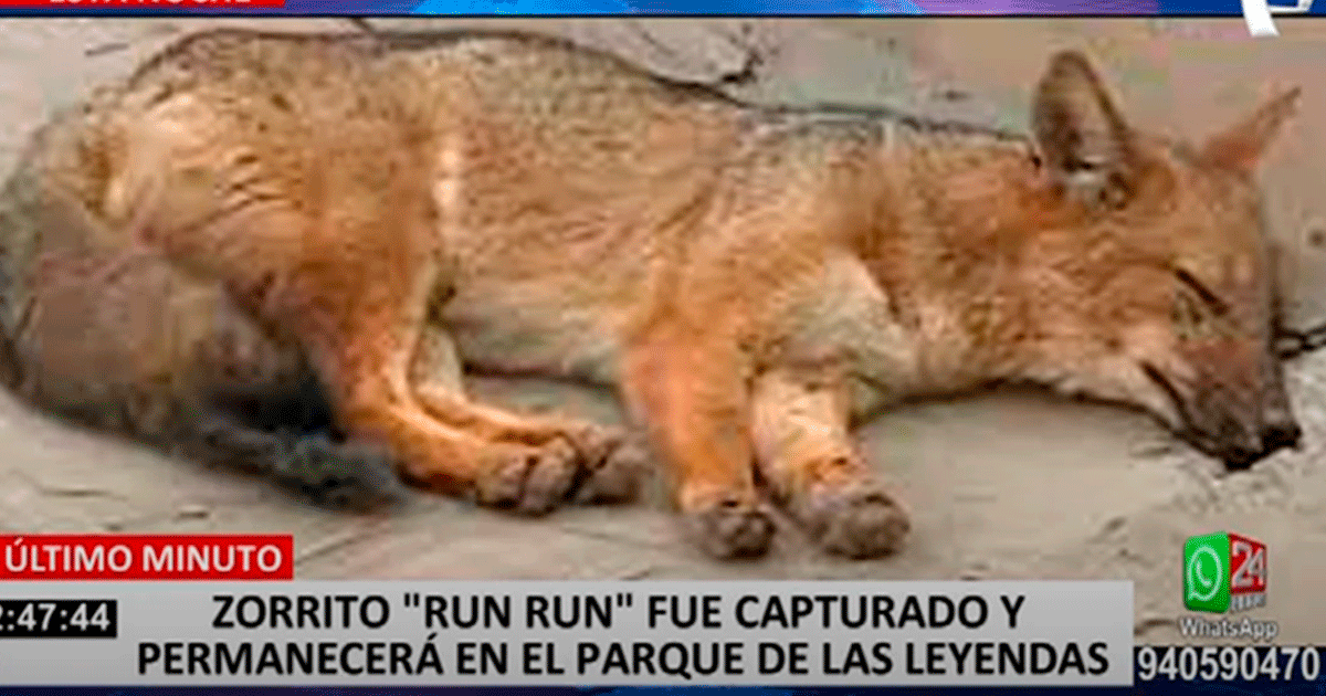 Zorrito Run Run fue capturado tras cinco días de intensa búsqueda | VIDEO