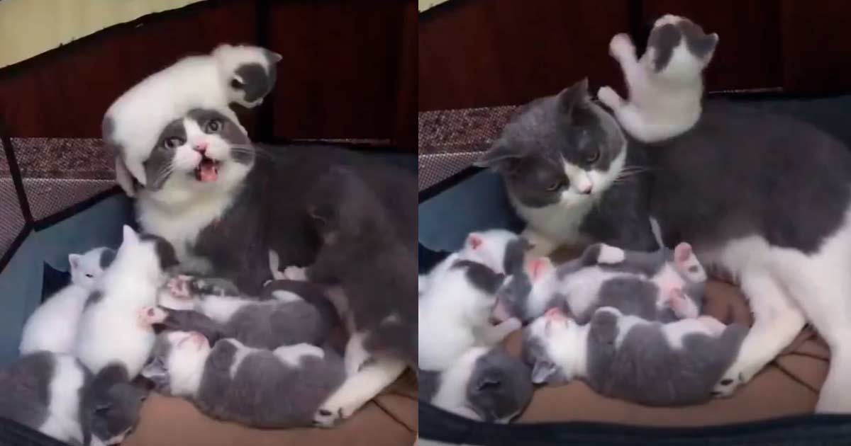 Gata se convierte en mamá y su tierna reacción es viral en redes ...