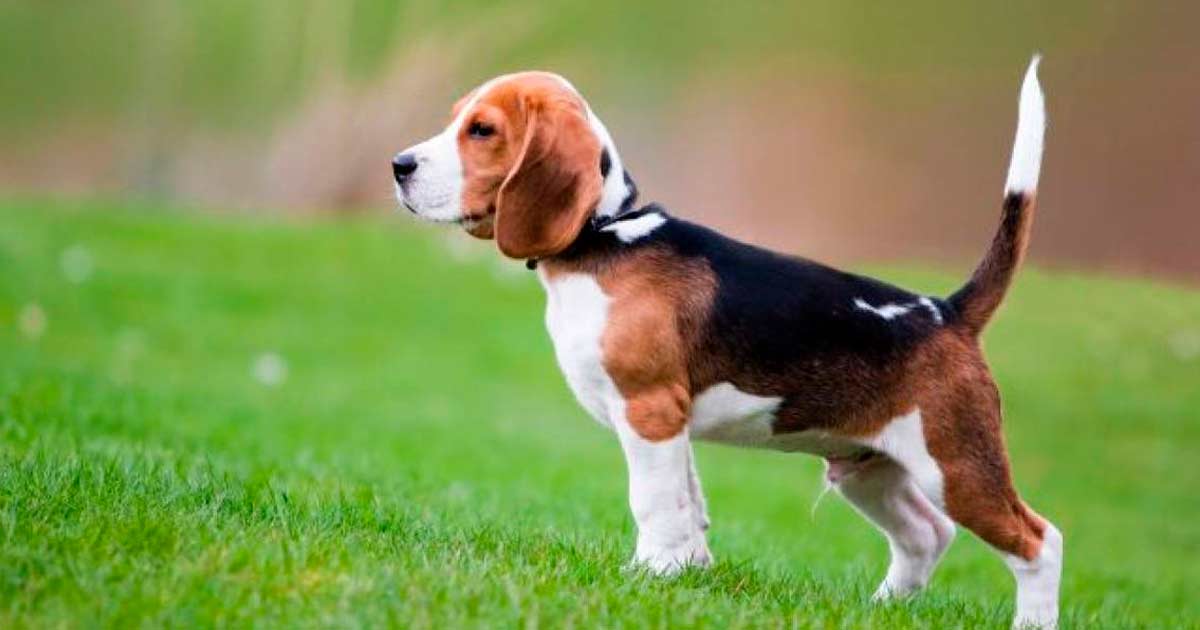 ¿Cuál es el origen de los perros?