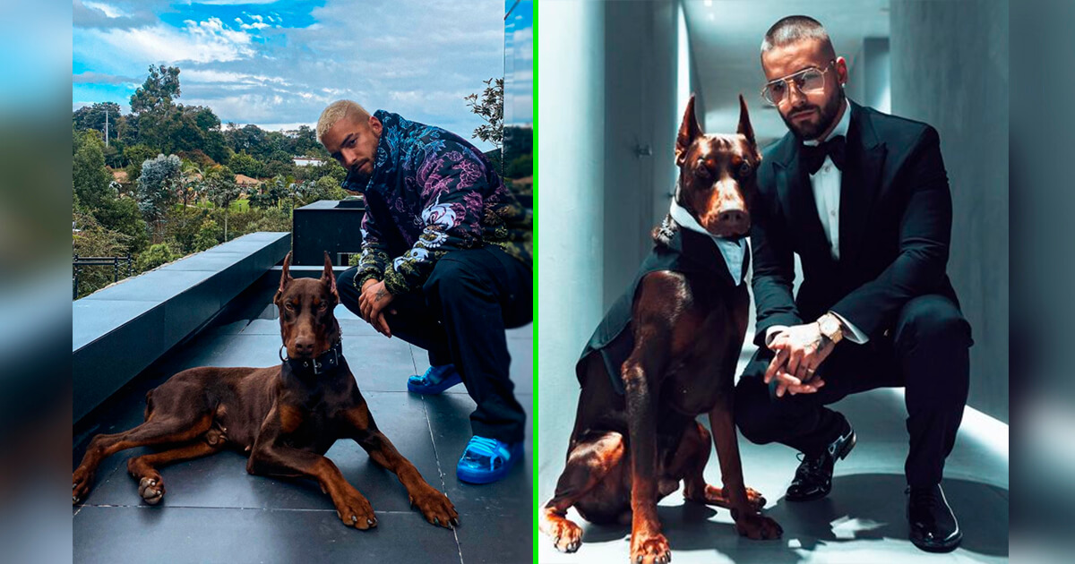 Maluma pide ser adoptado junto a su mascota y recibe respuestas de famosas