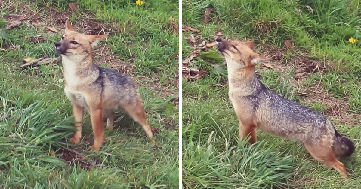 Run Run recibe a visitantes en su nuevo hogar en Cajamarca