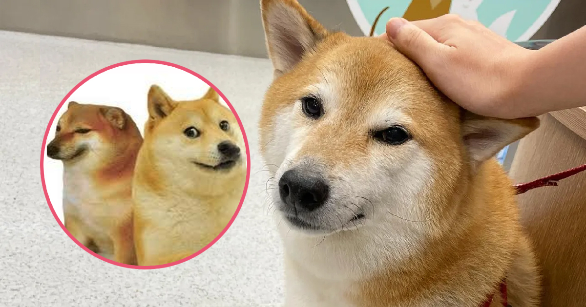 Balltze, el famoso perrito de los memes, está mal de salud y preocupa