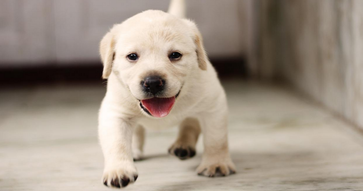 Todo lo que tienes que saber del labrador retriever antes de adoptar uno