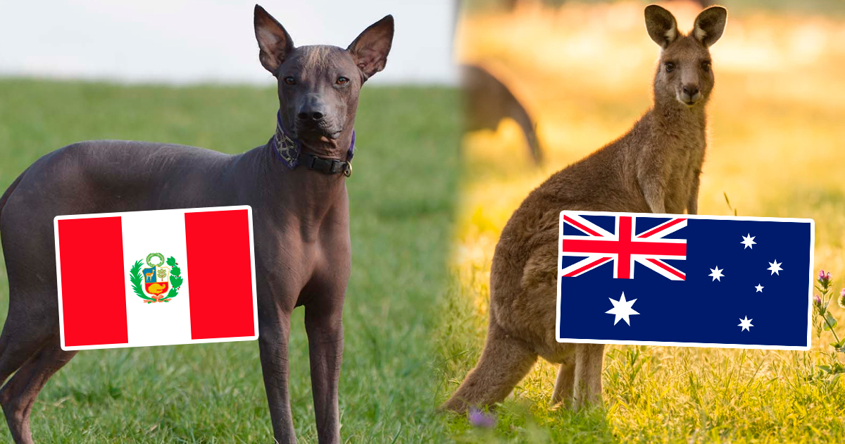 Perro peruano alienta a la selección: "¡Parado y sin pelo!" | FOTO