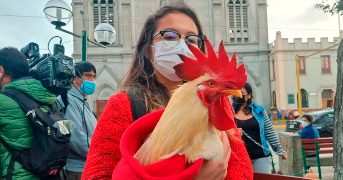 Joven recolecta firmas para conservar a su gallo Claudio: "El problema ...