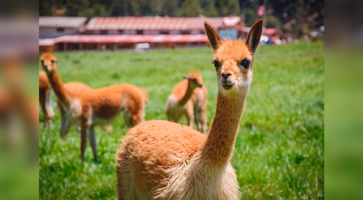 Fiestas Patrias: conoce las especies de fauna más emblemáticas del Perú