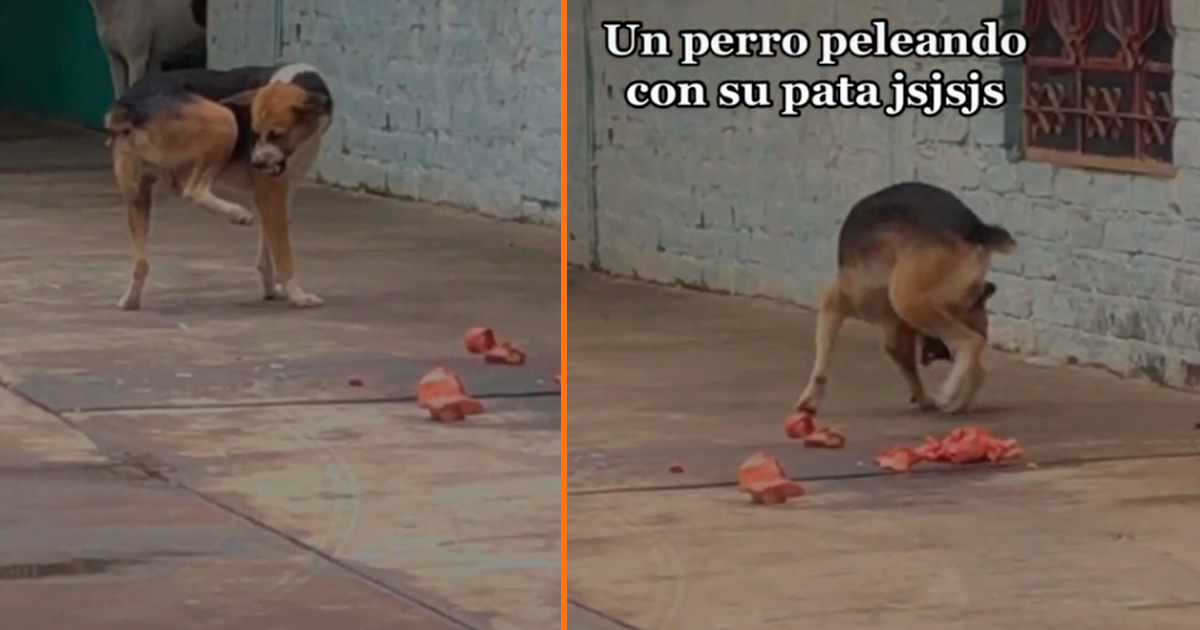 Perrito se pelea con su propia patita y causa sensación en las redes