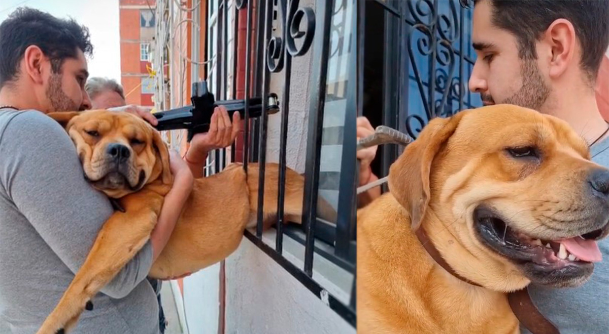 Perrito queda atrapado en las rejas de su casa tras escape fallido