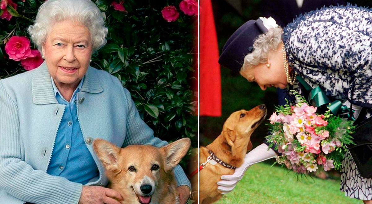 Reina Isabel II y su amor por los perritos: conoce más sobre sus 30 ...