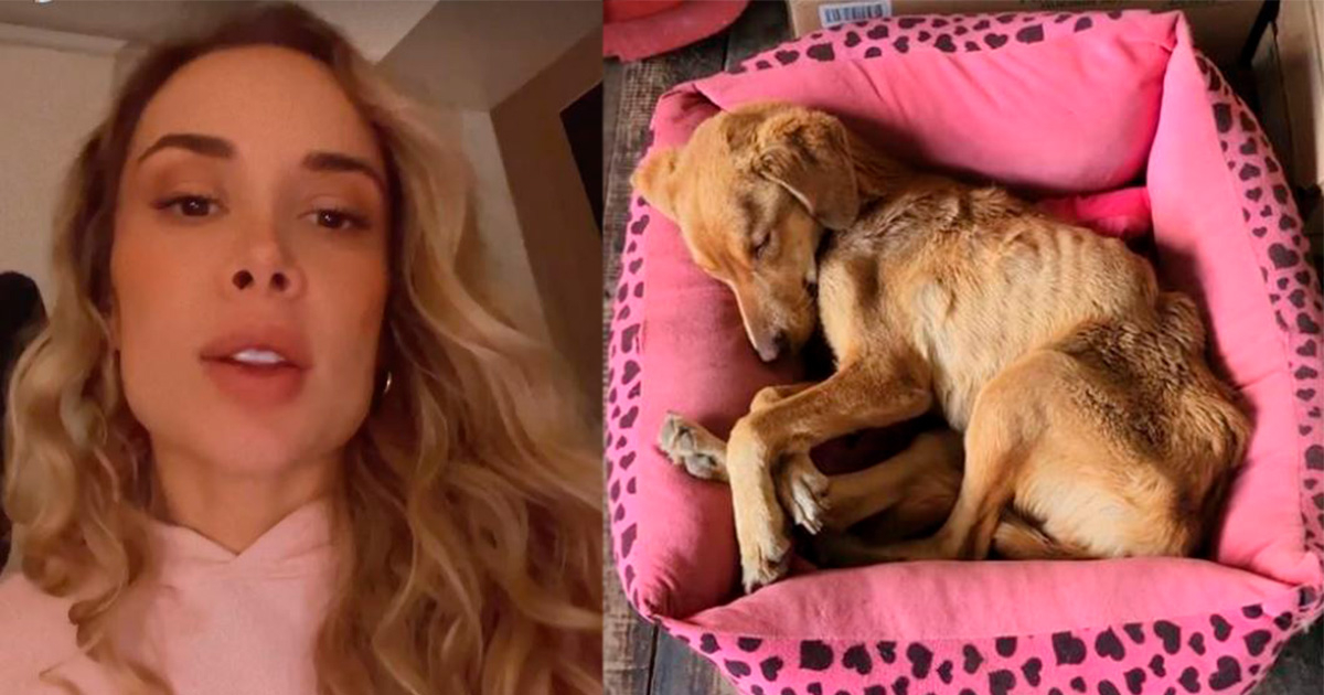 Ale Venturo pide ayuda urgente para perrita con cáncer: "Salvémosla"