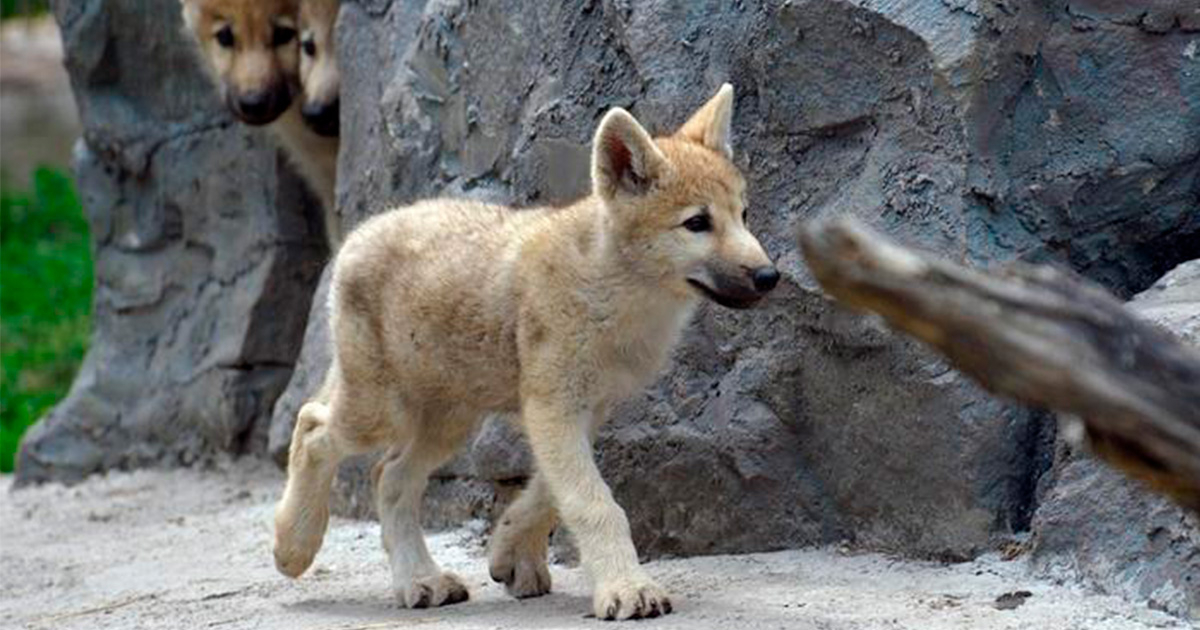 Nace el primer ejemplar clonado de lobo salvaje ártico en China