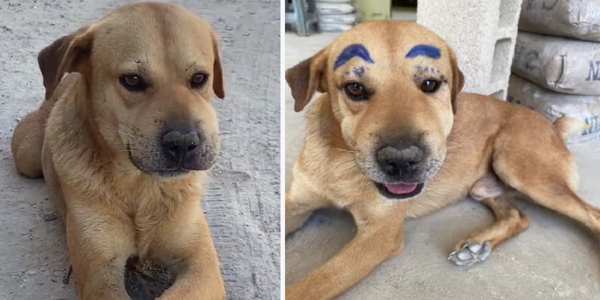Perrito intenta jugar con abejas y termina hinchado por la picaduras