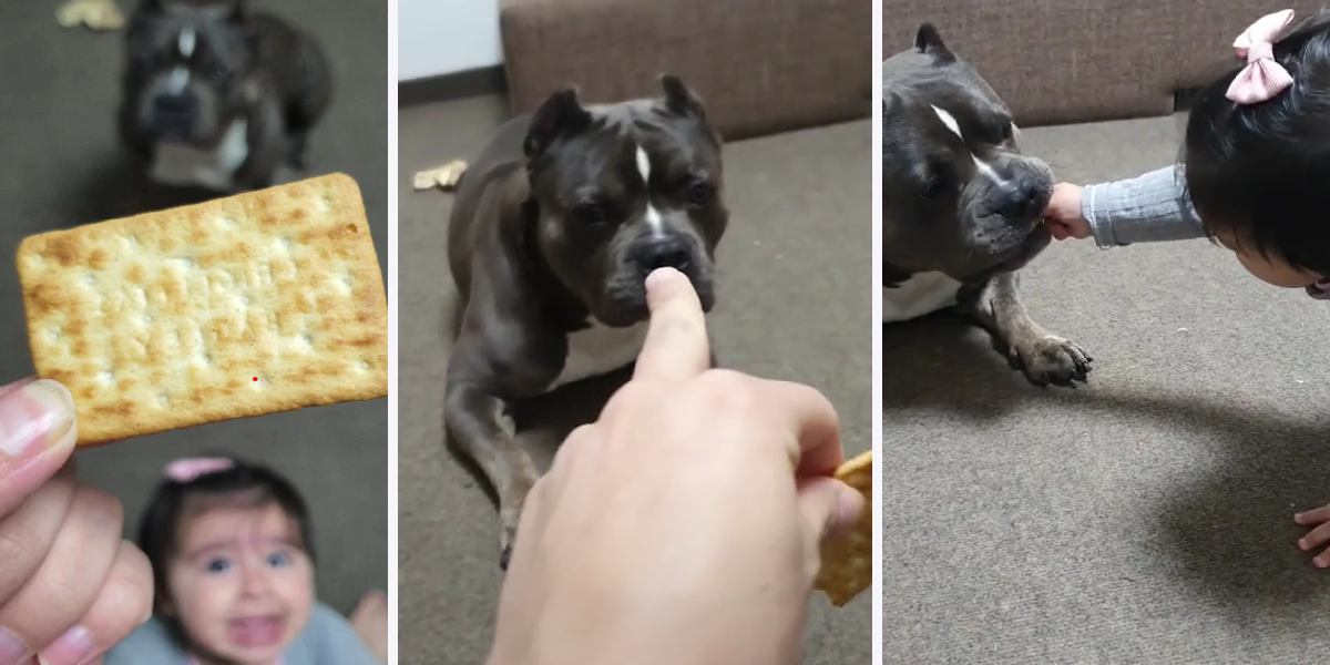 Mujer pone a prueba a su mascota y su hija con una tentación y una ...