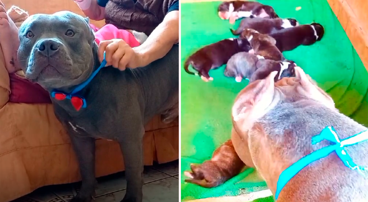 Papá perruno visita a sus cachorros por primera vez y su reacción se ...