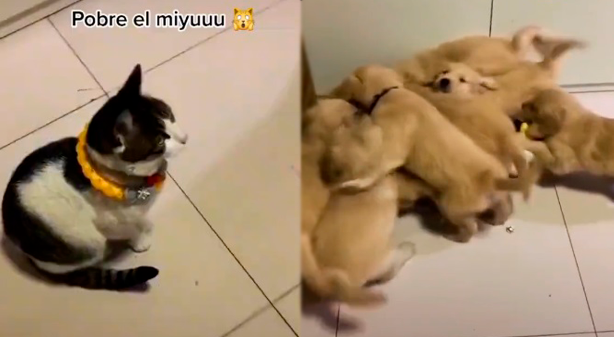Gatito recibe EXCESO DE AMOR de parte de un grupo de cachorros golden ...
