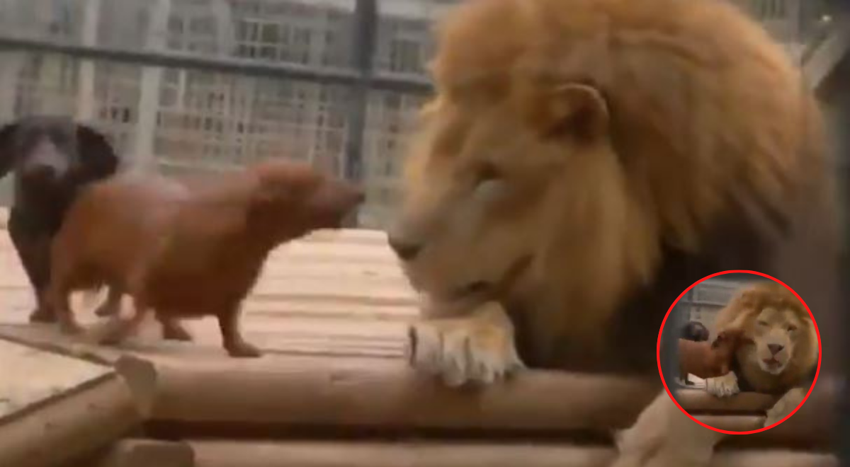 Dos perros salchichas atacaron ferozmente a un león, pero este los acarició