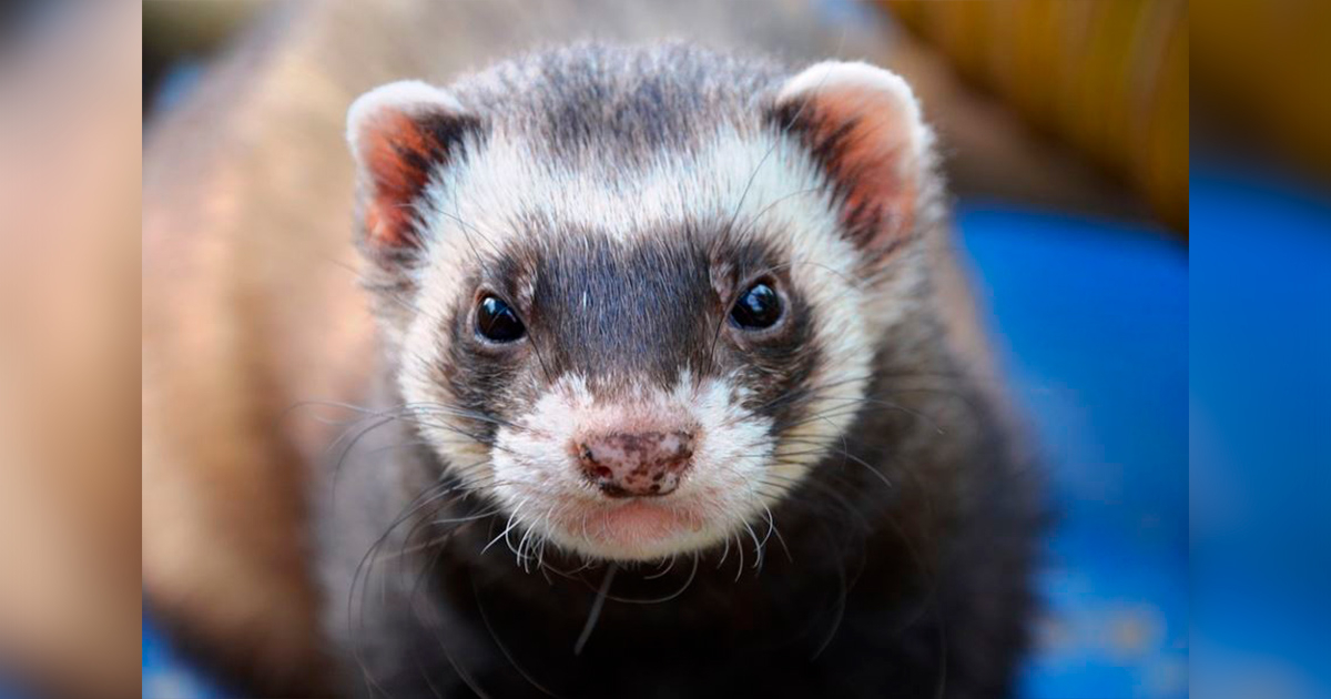 Conoce todo lo que debes saber sobre los hurones