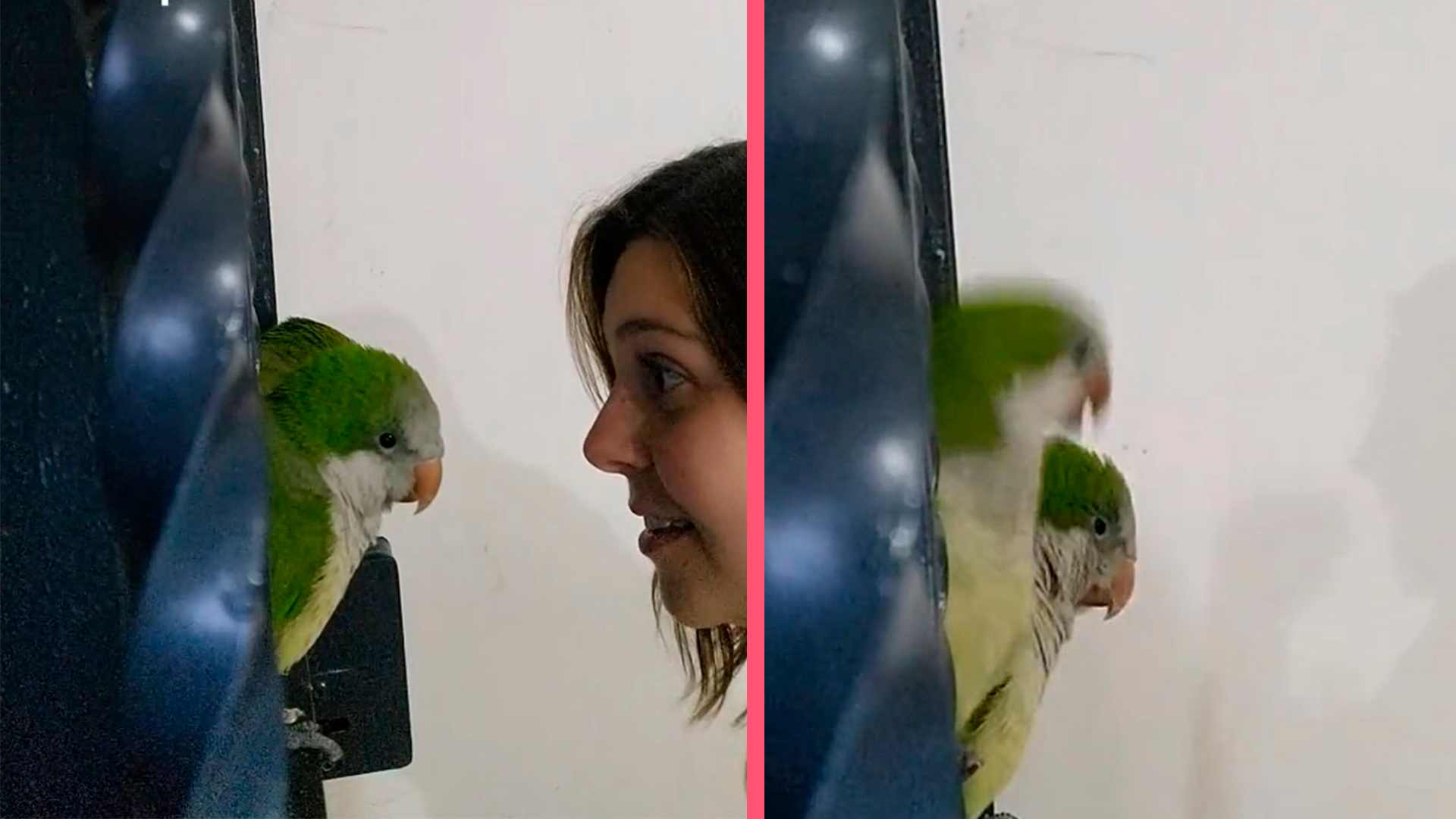 MASCOTAS: LORITOS se vuelven tendencia en TIKTOK por BAILAR ‘La bachata’ de Manuel Turizo