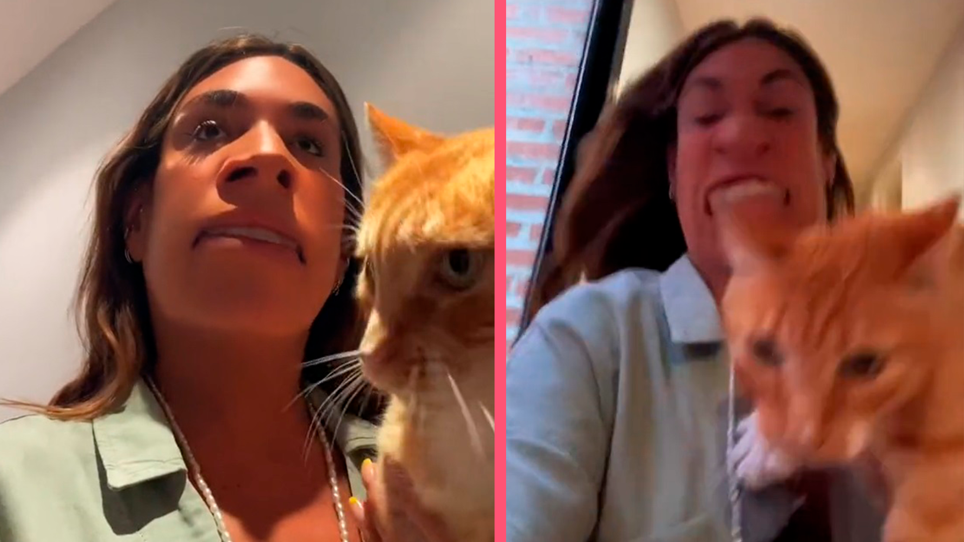 MASCOTAS: Intento de secuestro de gato genera risas en TikTok