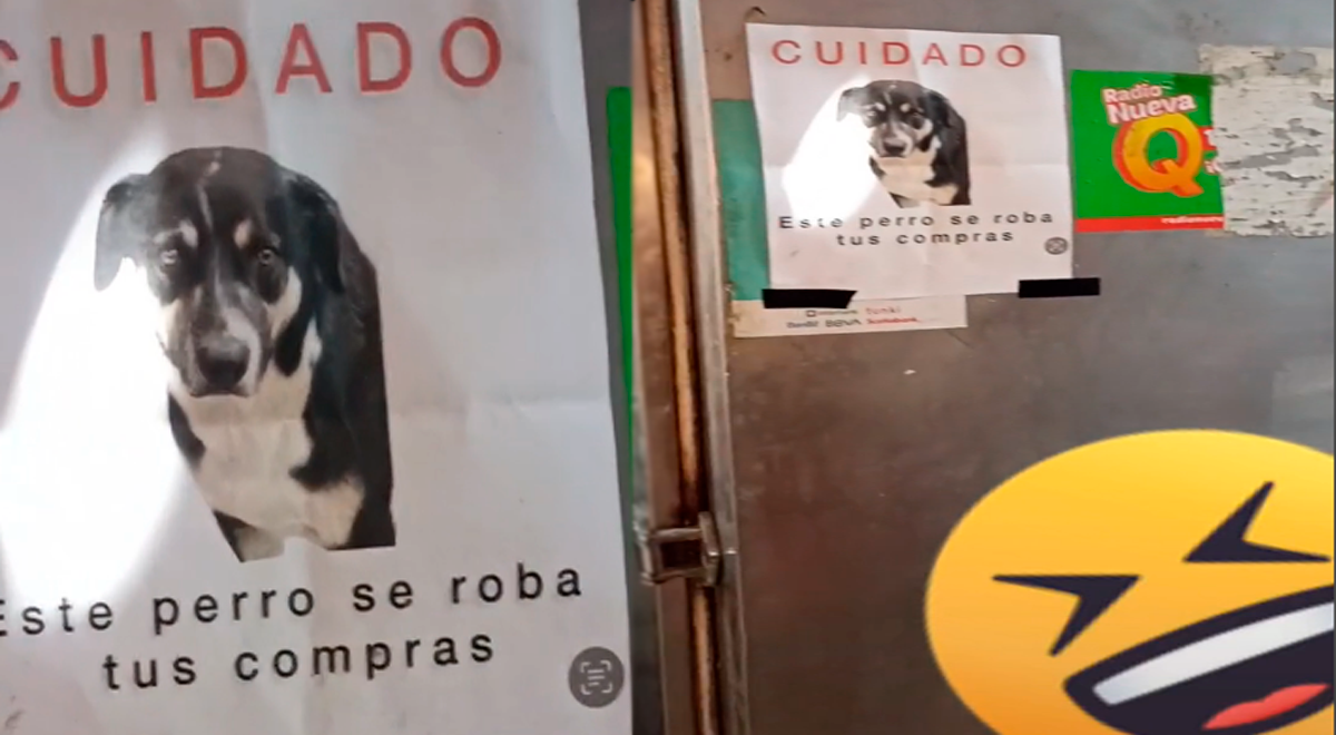 PERRO se vuelve tendencia por ser acusado de ladrón | VIDEO