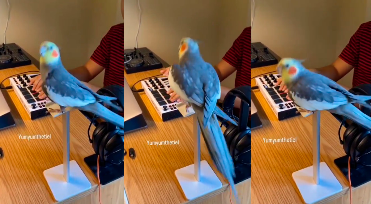 Ave sorprende rapeando causa sensación en redes sociales