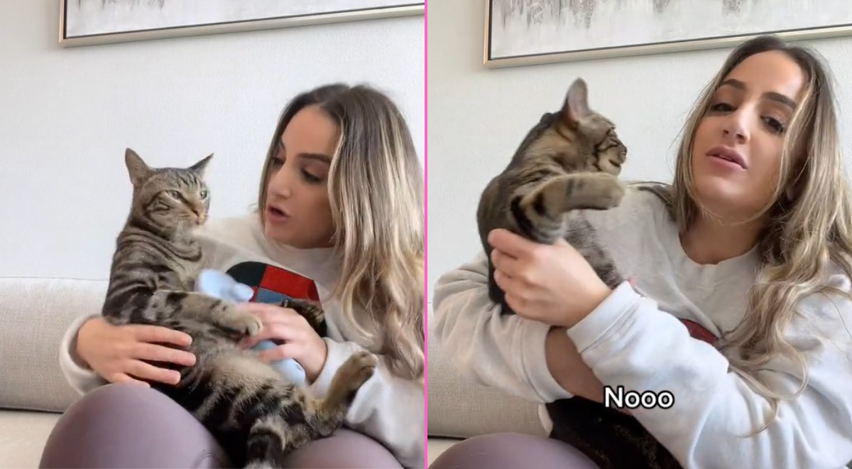 Gatito berrinchudo se pone a llorar tras broma de su dueña con cepillo ...