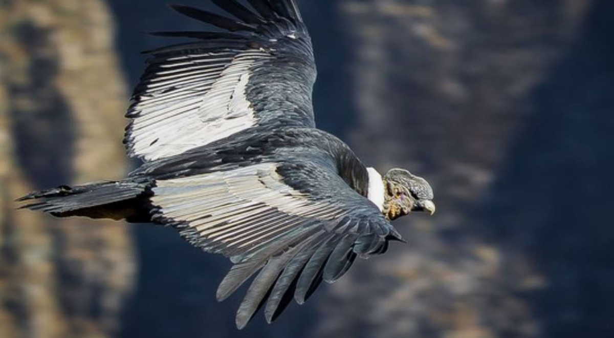 Perú cuenta al menos con 301 ejemplares de cóndor andino, según primer ...