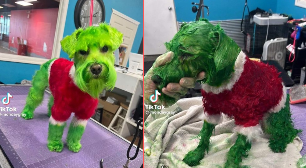 Mujer PINTA A SU PERRITO de verde para que luzca como el GRINCH y causa ...
