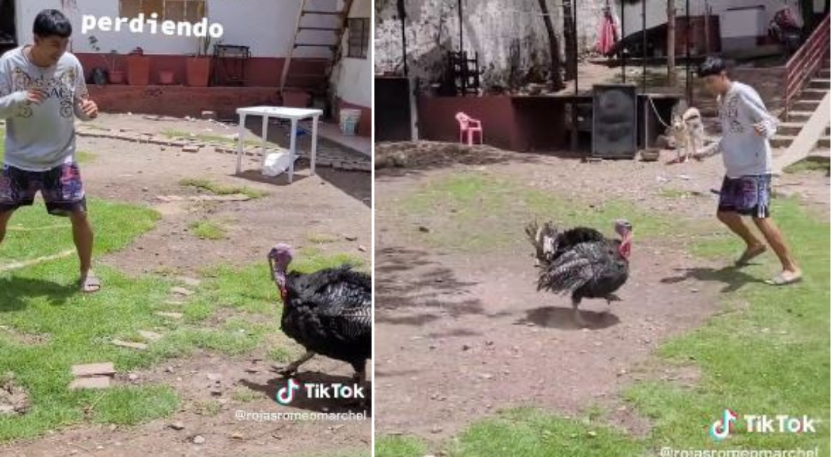 Joven intenta atrapar el pavo para Navidad, pero animal lo enfrenta y ...