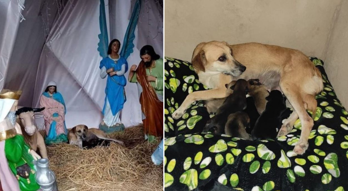 Perrita sin hogar encuentra pesebre y da a luz a sus cachorros