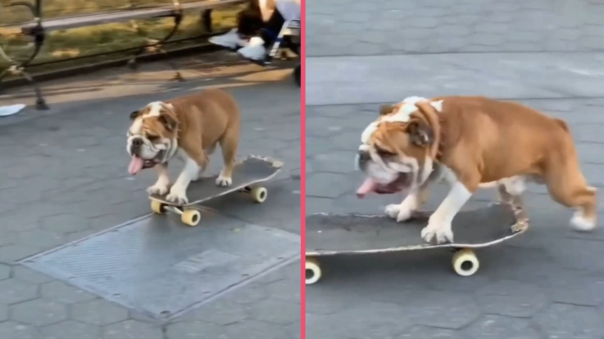 Bulldog sorprende a usuarios por sus habilidades con el skate y se ...
