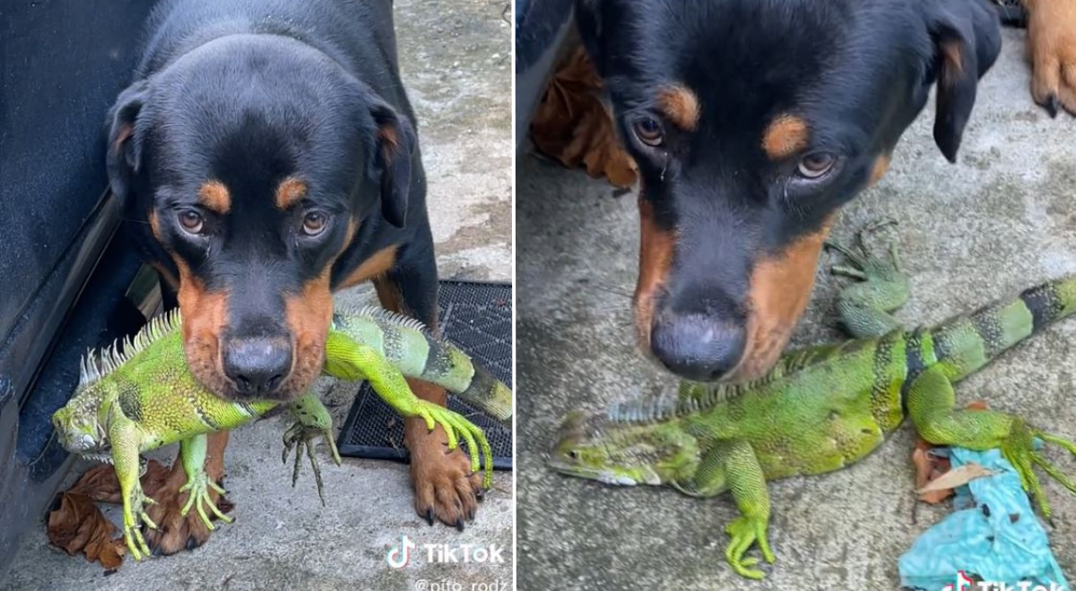 Perro atrapa una iguana y su papá humano lo resondra: "Suelto eso ...