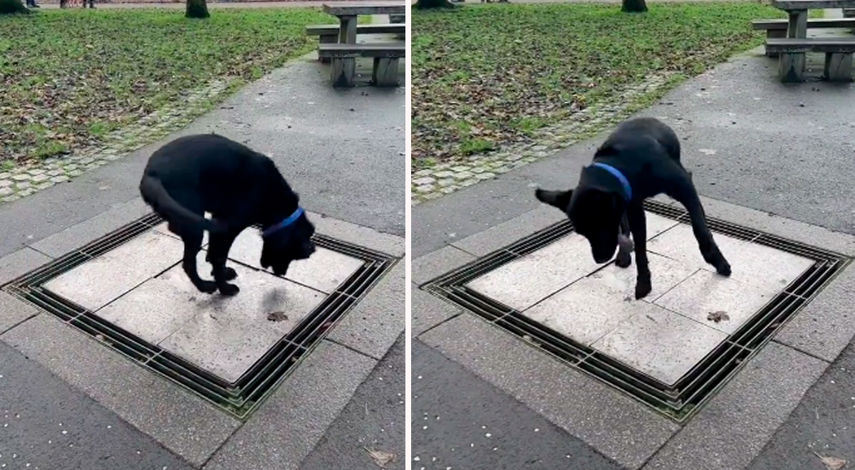 Tiktok viral: perrito disfruta tomando agua en la pileta pública en el ...