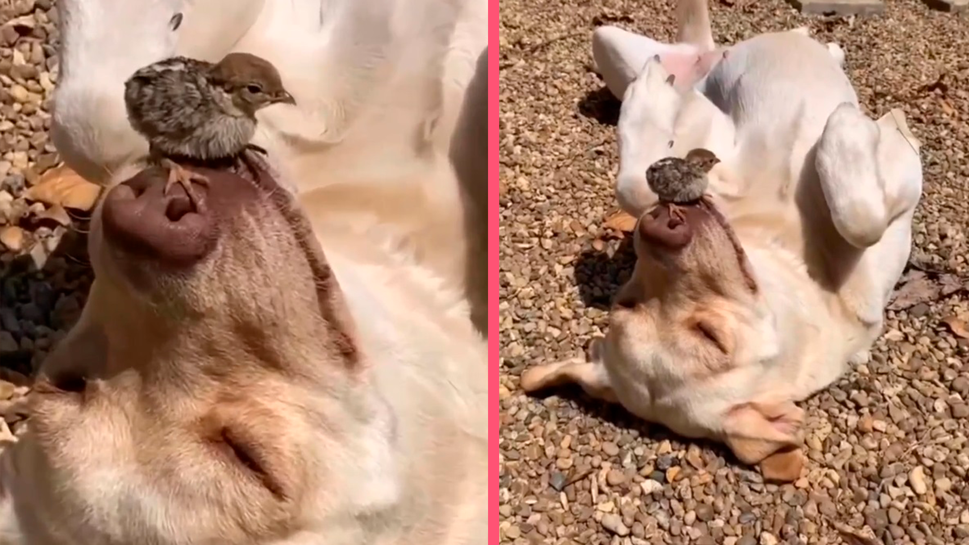 MASCOTAS: Perrito se vuelve viral al mantenerse acostado sin moverse ...