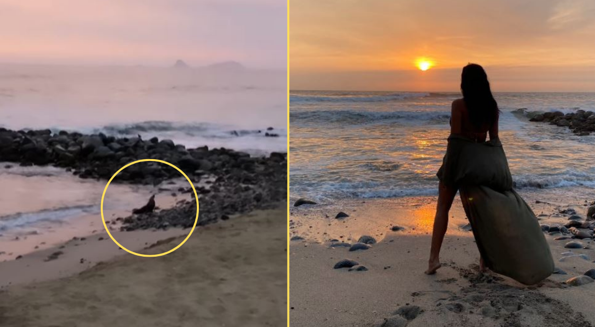 Melissa Paredes se encuentra con lobo marino bebé en la orilla del mar ...
