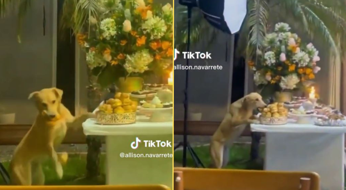 Perrito aparece en plena fiesta para llevarse la comida mientras todos ...