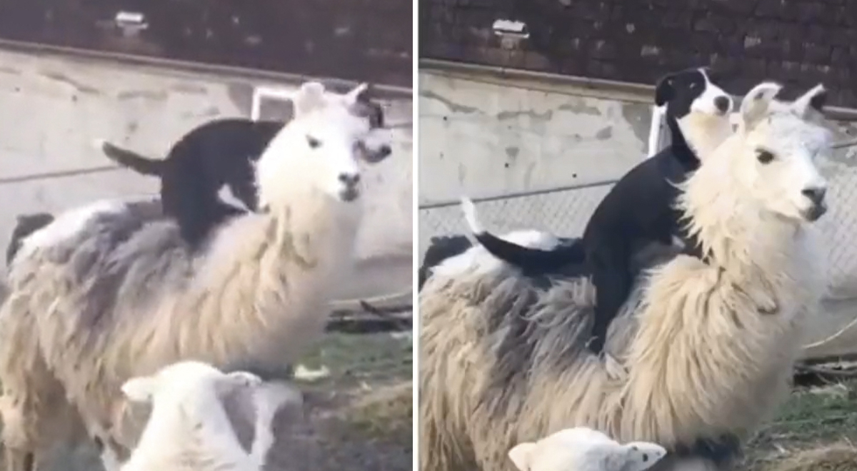 Perrito se pasó de cariñoso con una llama y le dio un tierno abrazo ...