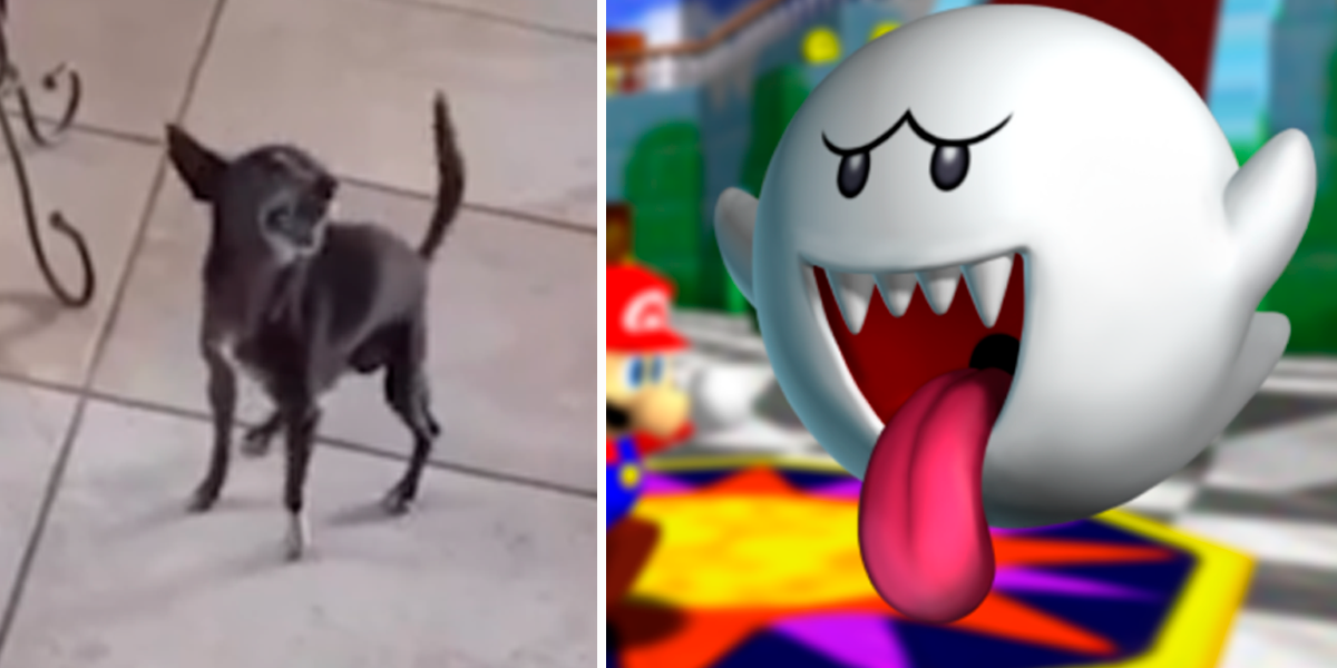 Perrito sorprende al tener un peculiar estornudo y lo comparan con el ...