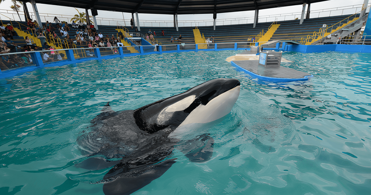 Liberan a orca tras vivir 50 años en un acuario en Miami [VIDEO]