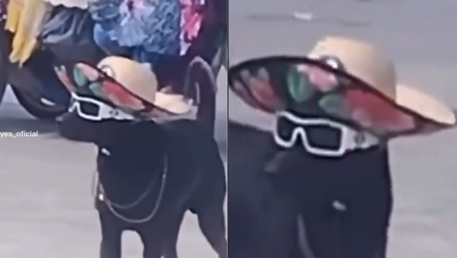 Firulais luce un estilo 'fachero' en la playa e impacta a veraneantes ...