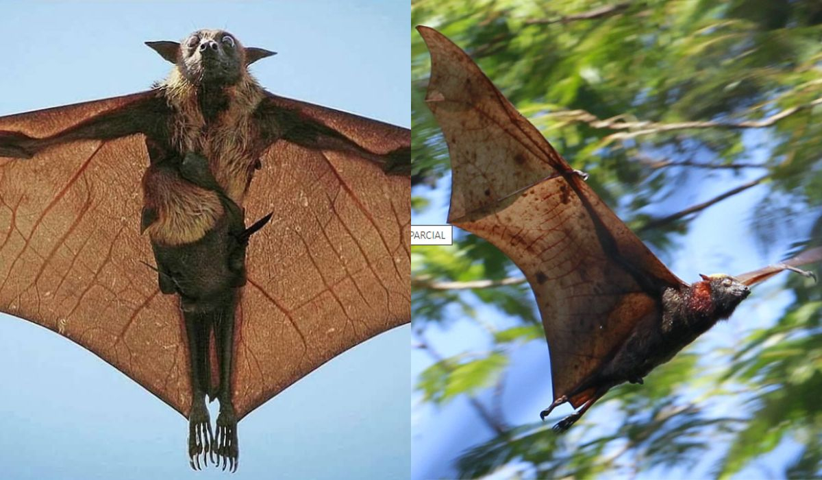 Zorro volador: Conoce dónde vive y cuánto mide el aterrador animal ...