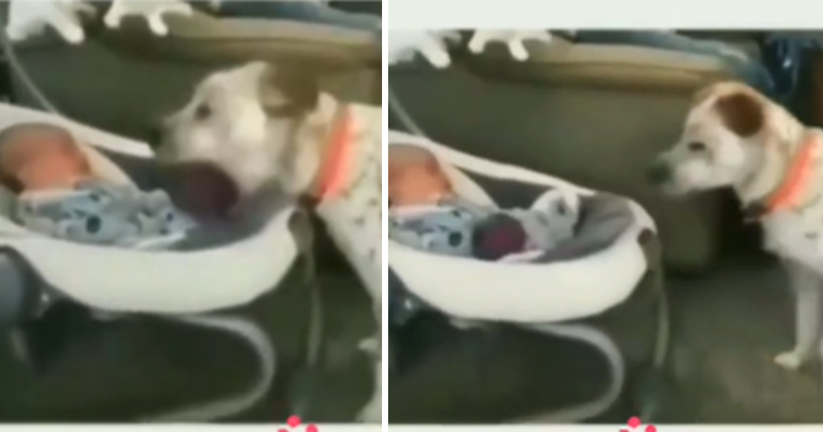 Perrito le da su pelota a un bebé esperando que este juegue con él ...
