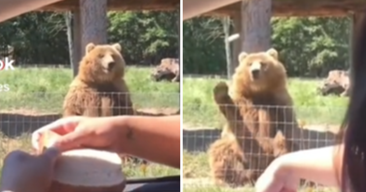 Jóvenes le lanzan un pan a un oso y este se lo devora: "Gracias ...