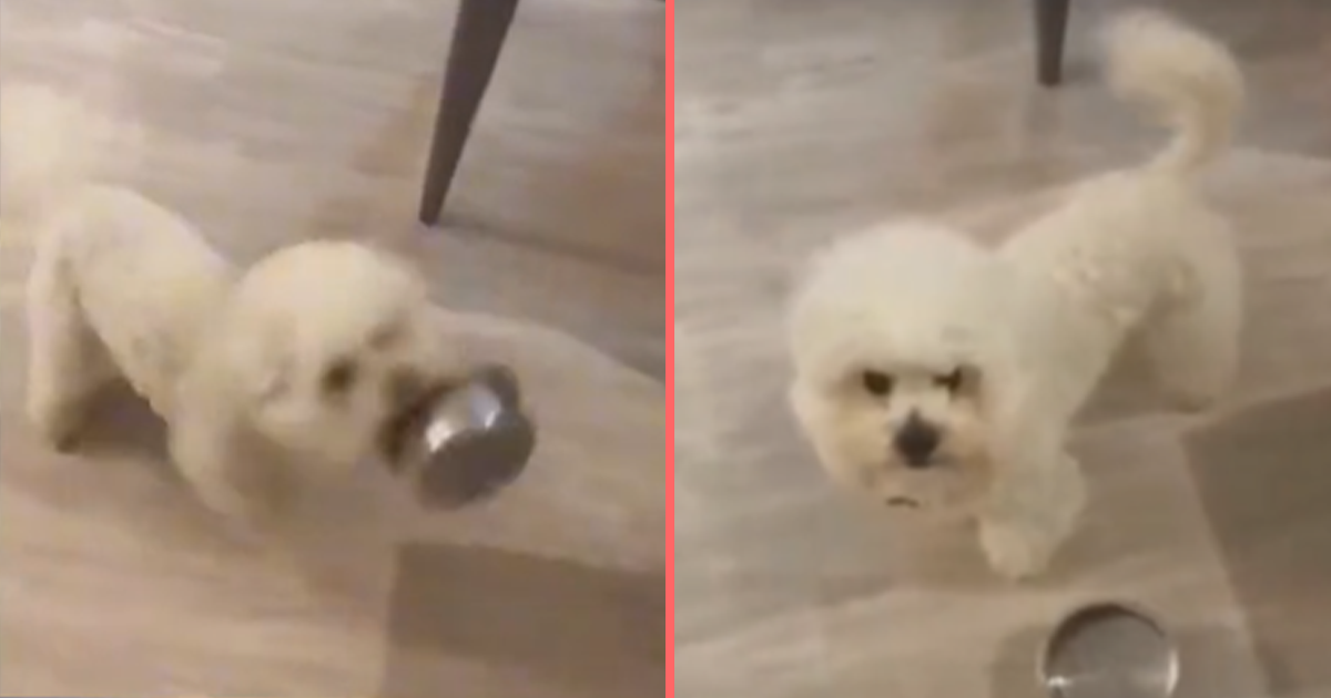 Perrito lanza molesto su plato para que le den su comida: "Lo que hemos ...