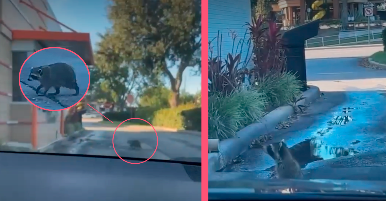 Mapache hace cola para recoger su postre y usuarios capturan el momento